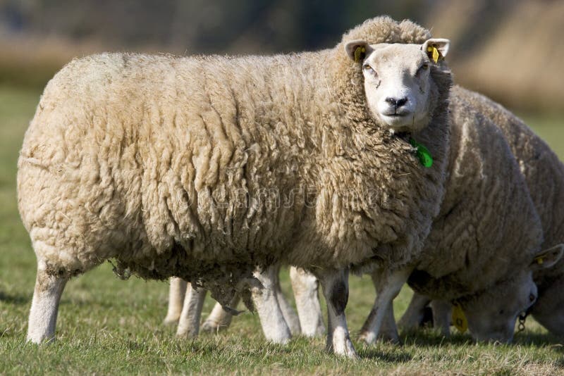 Schaap, Sheep stock photo. Image of netherlands, europe - 129029418