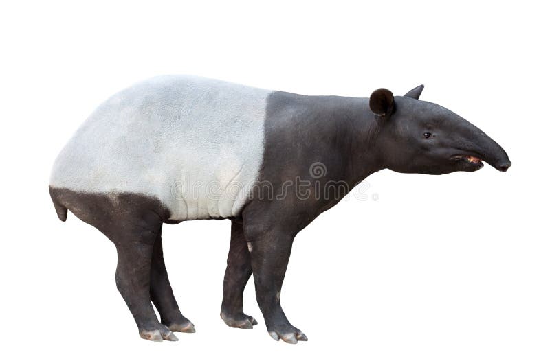 Schabrackentapir Oder Asiatischer Tapir Lokalisiert Stockfoto - Bild ...