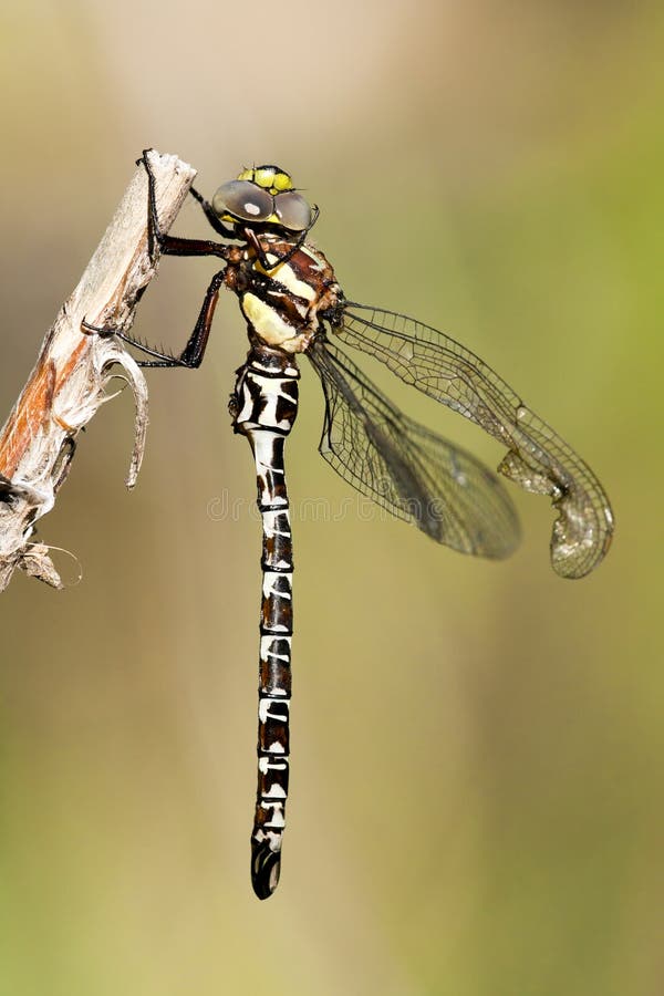 Schaduwlibel, Eastern Spectre, Caliaeschna Microstigma Stock Photo ...