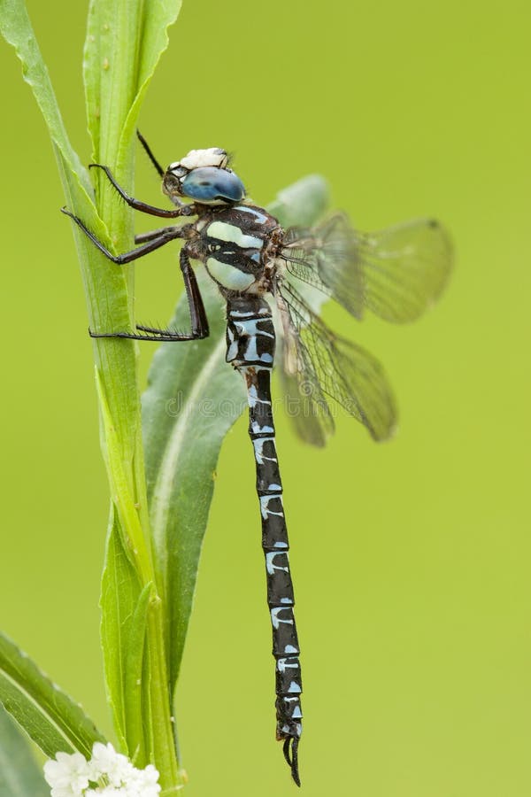 Caliaeschna Stock Photos - Free & Royalty-Free Stock Photos from Dreamstime