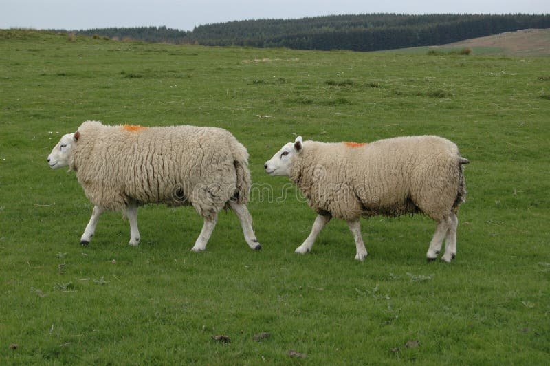 Schafe lizenzfreie stockbilder