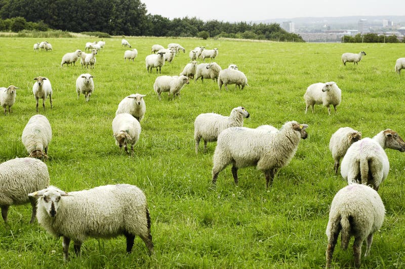 Weiße Dorper Herde Der Schafe Wirft, Hügel Weiden Lassend Stockbild ...