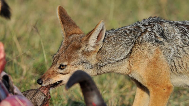 Schakal im wilden stockbild. Bild von spiel, gras, schauen - 33531691