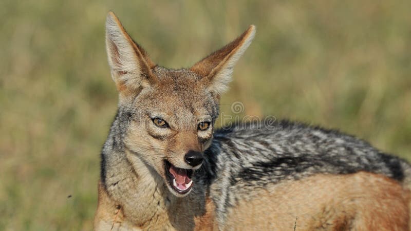 Schakal im wilden stockbild. Bild von tier, säugetier - 33531761