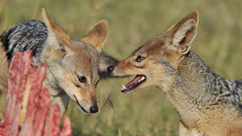 Schakal im wilden stockbild. Bild von spiel, gras, schauen - 33531691