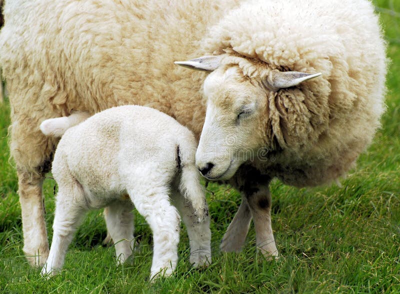 Ooi en Lam stock afbeelding. Image of moeder, schapen - 7718961