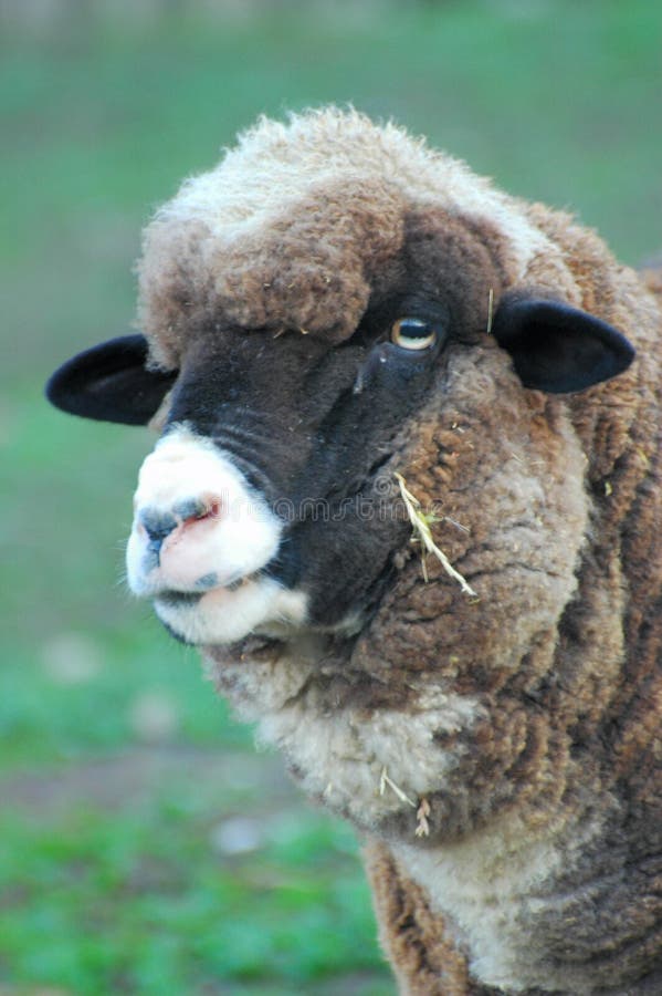 Schapen hoofd-Australië stock afbeelding. Image of gezicht - 2755179