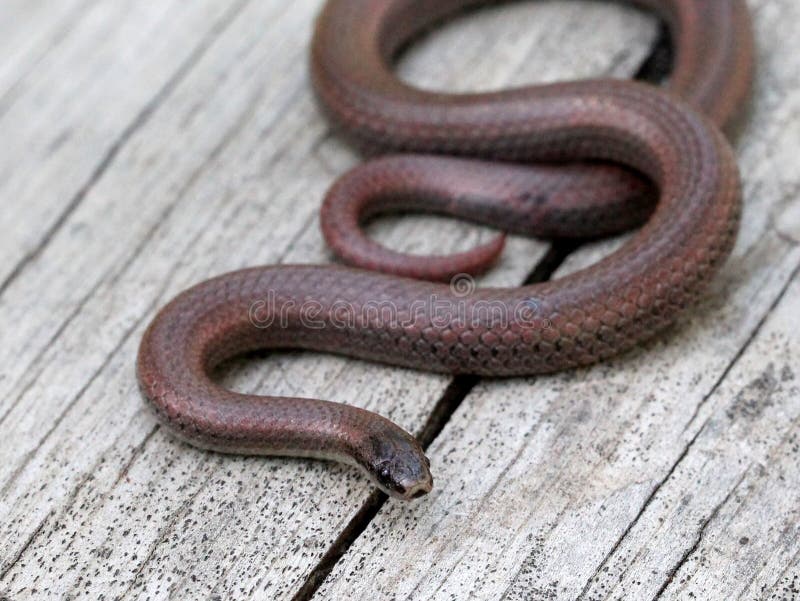 Gummiboa (Schlange), Charina Bottae Stockfoto - Bild von skalen ...