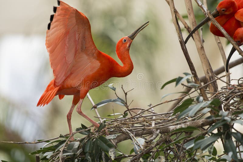 Scharlachrot IBIS-(Eudocimus Ruber) Stockfoto - Bild von amerika ...