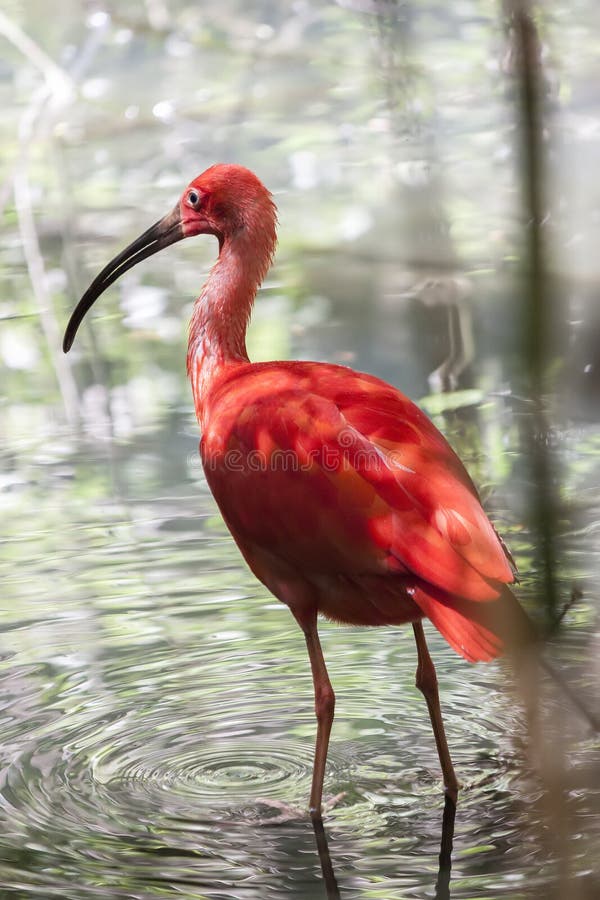 Scharlachrot Ruber IBIS Eudocimus Stockfoto - Bild von amerika, teich ...