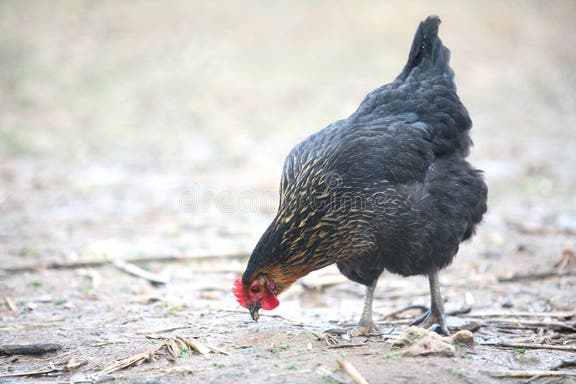 Scharrelkip stock foto. Image of waaier, lepel, kleinbedrijf - 450076