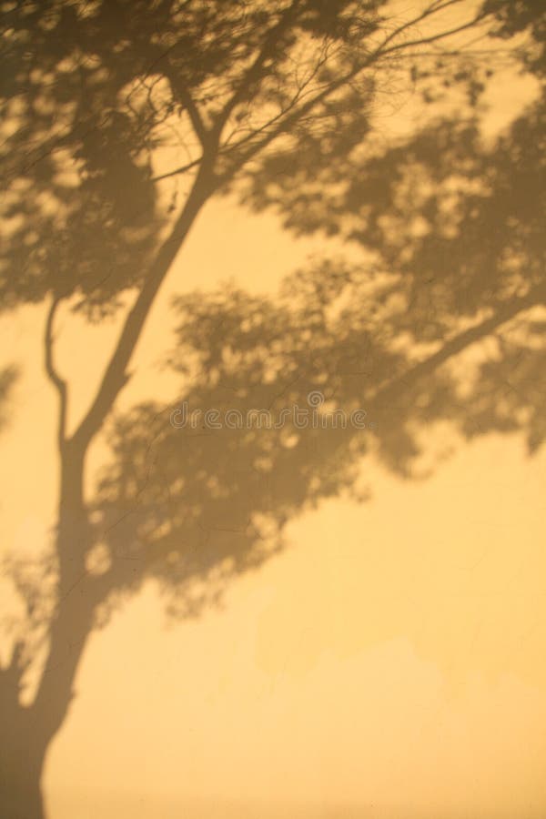 Baumschatten stockfoto. Bild von tropisch, näherung, vegetation - 48664736