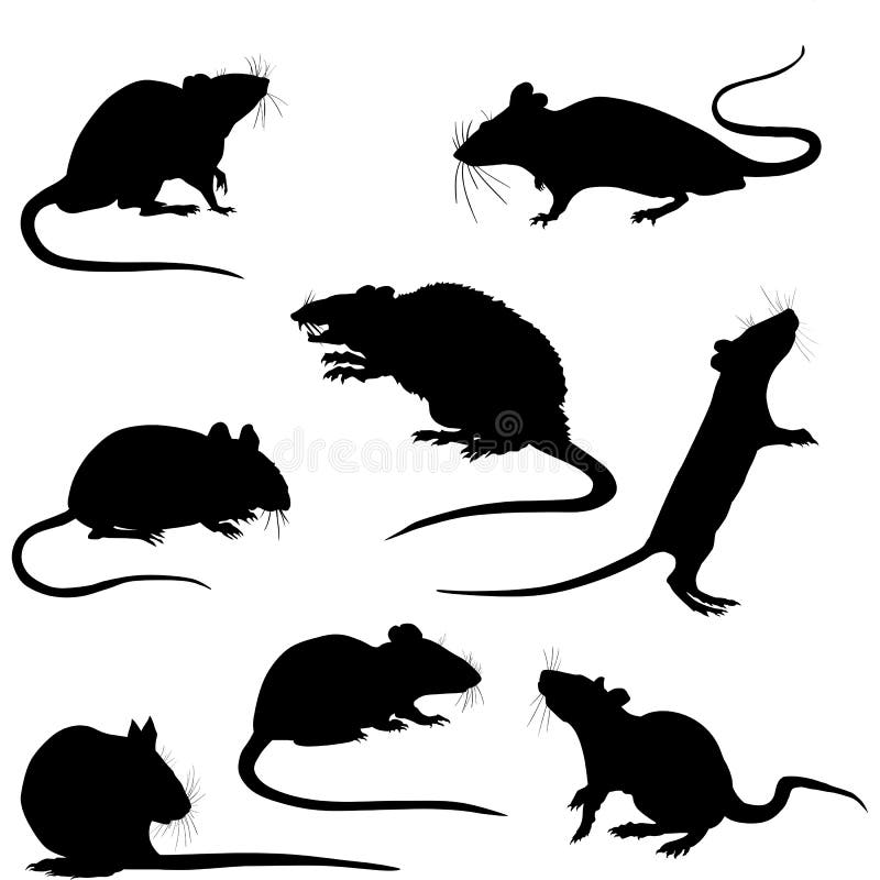 Schattenbilder Von Ratten Abbildung Stock Abbildung - Illustration von ...