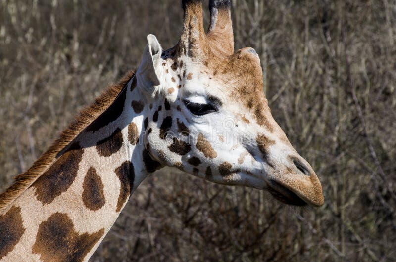 Leuke Die Giraf Op Witte Achtergrond Wordt Geïsoleerd Grappig ...