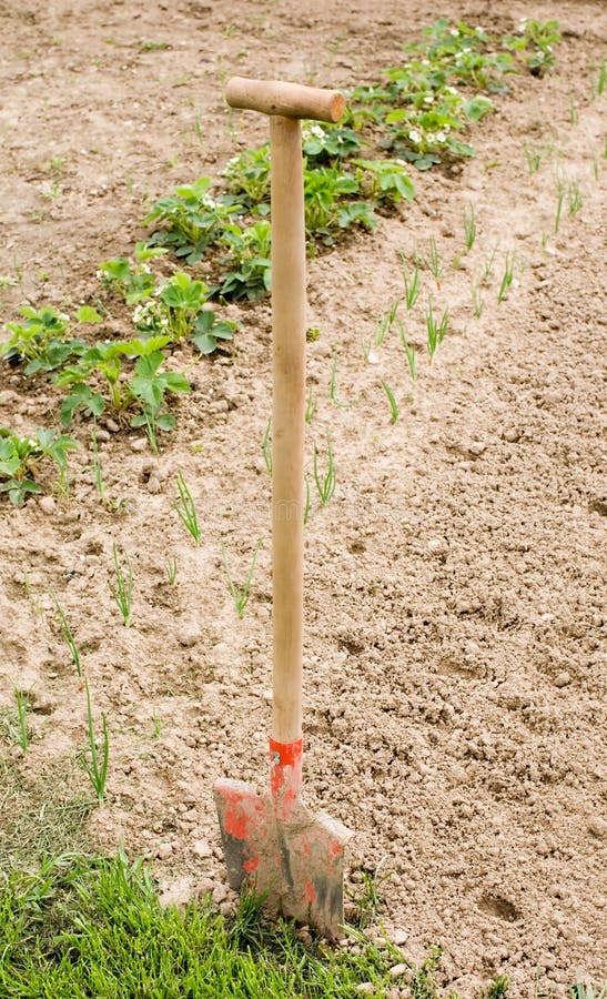 Schaufel stockbild. Bild von geweih, gärtnern, sonnenbeschien - 4683407