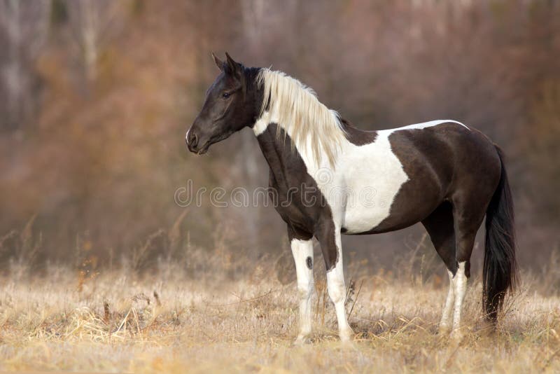 Schecke springen stockbild. Bild von galopp, schön, hintergrund - 125646007