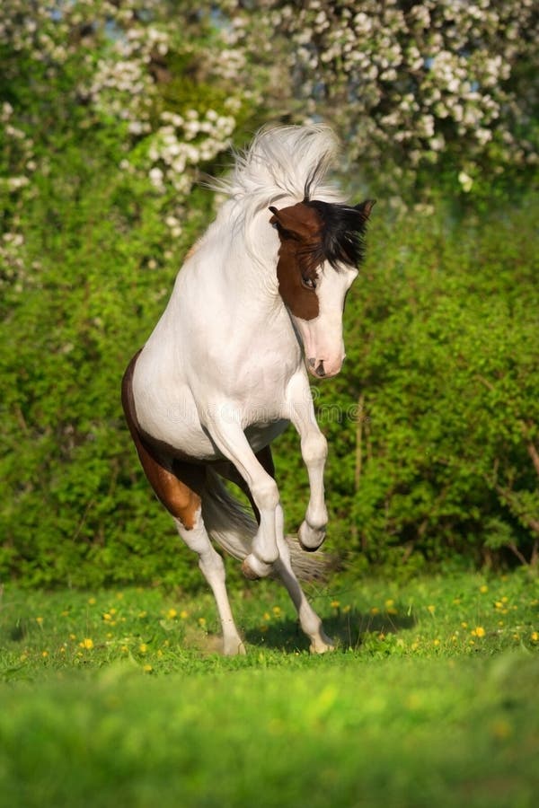 Schecke springen stockbild. Bild von galopp, schön, hintergrund - 125646007