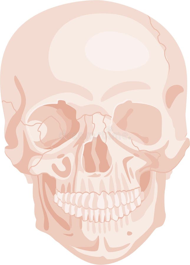 Schedel - skelet stock illustratie. Illustration of wetenschap - 16194177