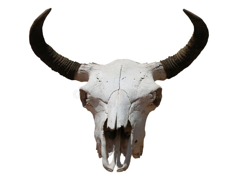 Schedel stock foto. Afbeelding bestaande uit hoornen, dier - 189862