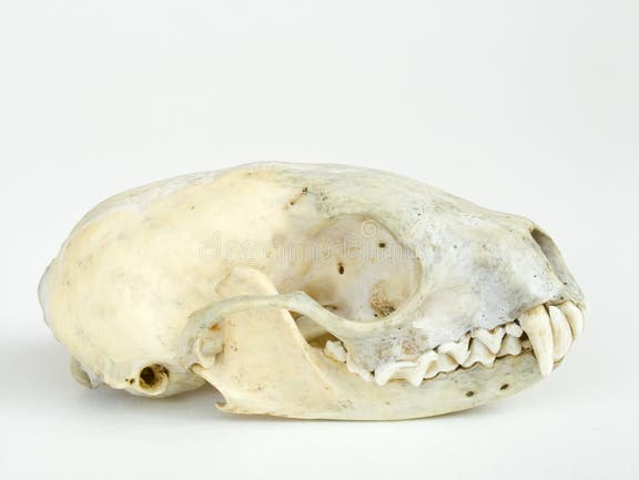 Schedel stock foto. Image of nave, dieren, dood, jager - 2226448