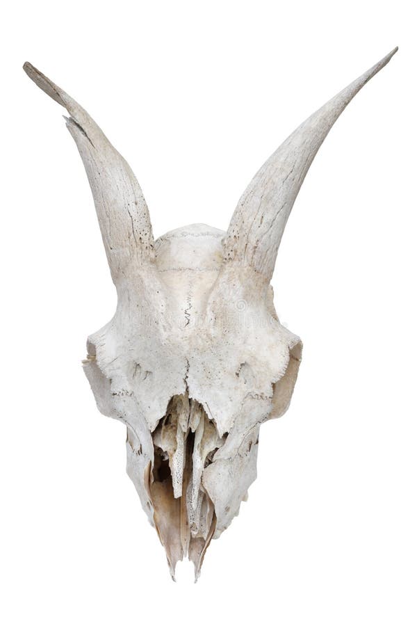 De schedel van de kat stock foto. Image of achtergrond - 16850590