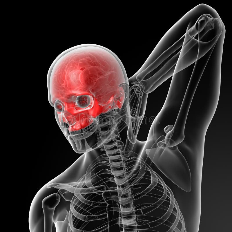 Zij X-ray Mening Van Menselijke Schedel En Hals Stock Illustratie ...