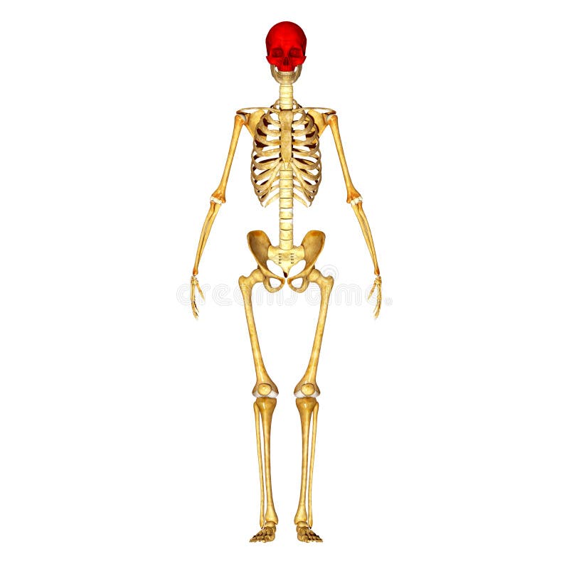 Vrouwelijke Gezichtsspieren En Hersenen Stock Illustratie ...