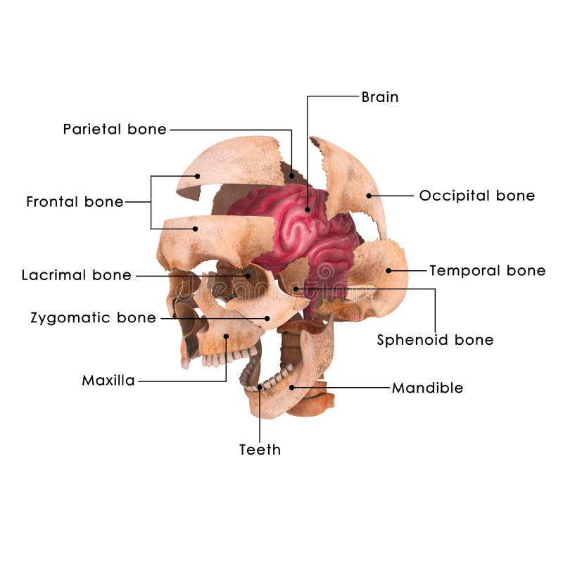Menselijke schedel stock illustratie. Illustration of kroon - 76446437