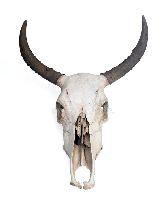 Schedel van een koe stock foto. Image of dood, schedel - 6292536