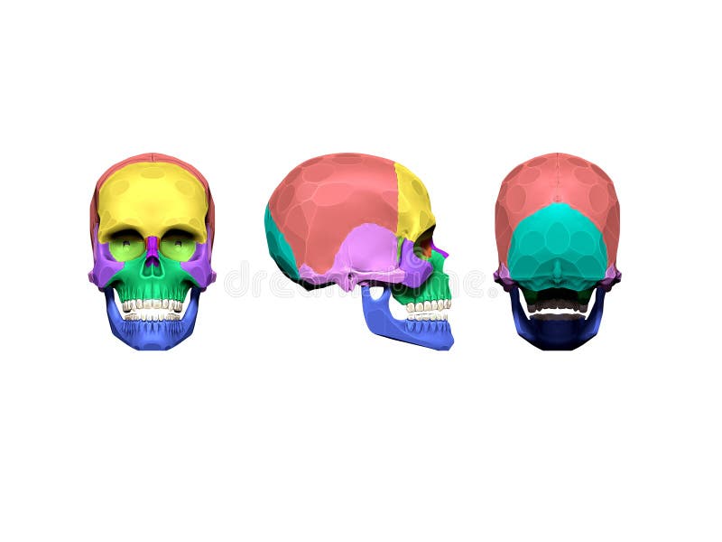 De Structuur Van De Schedel Vector Illustratie - Illustration of skelet ...