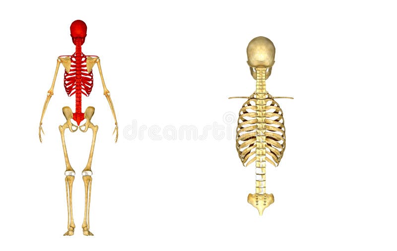 Schedel met ribbenkast stock illustratie. Illustration of geneeskunde ...