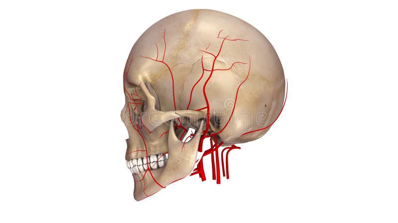 Schedel Met Slagaders Zijmening Stock Illustratie - Illustration of ...