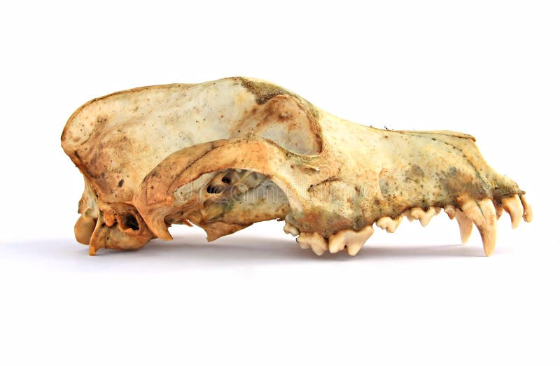 Schedel van de hond stock afbeelding. Image of substantie - 11039477