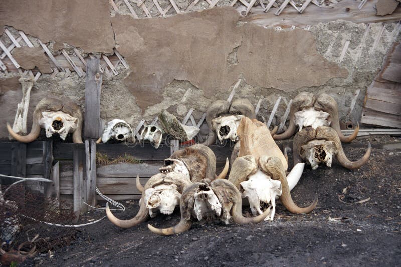 Schedel van de muskusos stock foto. Image of dieren, beenderen - 7668768