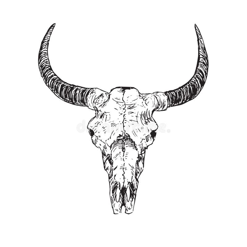 Zwarte Stier Portret Hand Getekende Inkt Schetsvector Illustratie ...