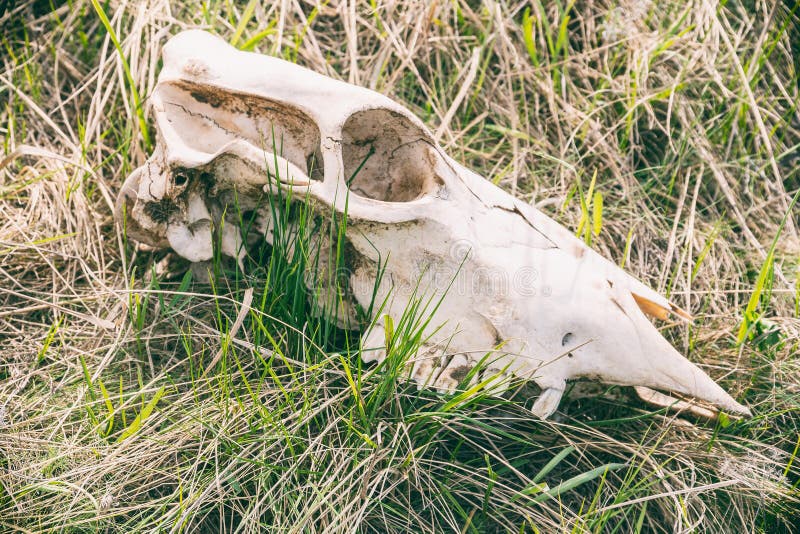 Schedel Van Een Groot Dier Op Het Gras Stock Foto - Image of hoorn ...