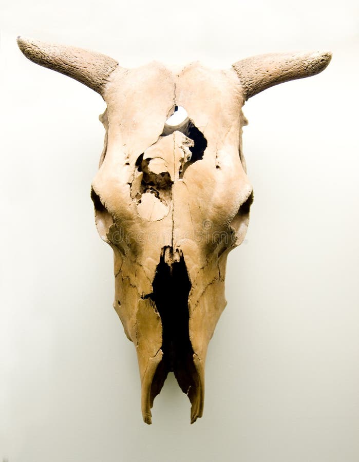 Schedel van een Os stock foto. Image of hoornen, archeologie - 39618174