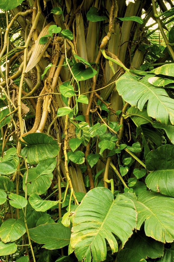 Scheelea Palm Tree 53076 stock photo. Image of rare - 198794936