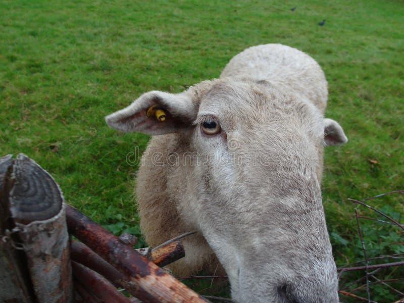 Scheep Animal stock photo. Image of lyngby, danmark, freelands - 46767716