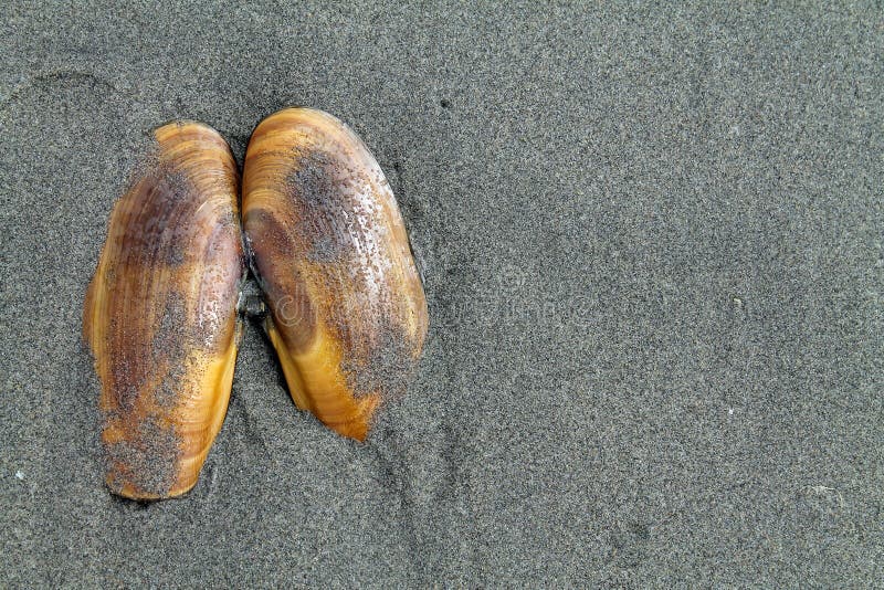 Scheermes Clam Shell in Het Zand Bij Het Strand Stock Afbeelding ...