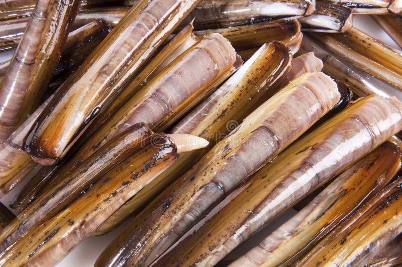 Spaanse Levende Shells Navajas Van Scheermestweekleppige Schelpdieren ...