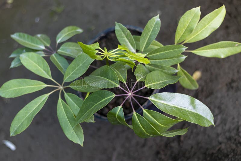 Schefflera Actinophylla Starleaf Umbrella Tree Stock Image - Image of ...