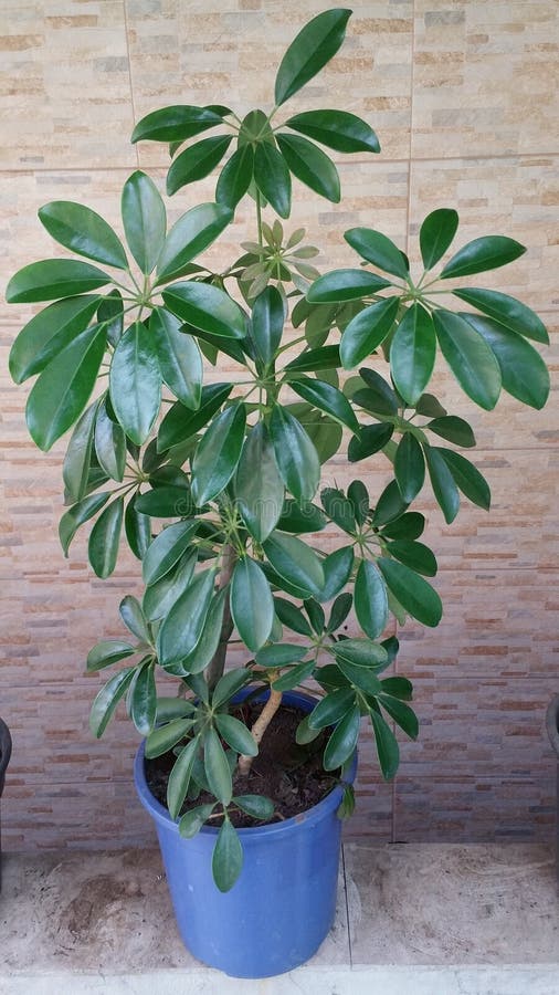 Green cheflera stock image. Image of natural, green - 126375275