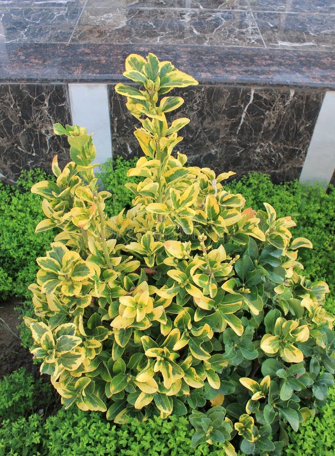 Schefflera Arborisola Plant Stock Photo - Image of landscaping ...