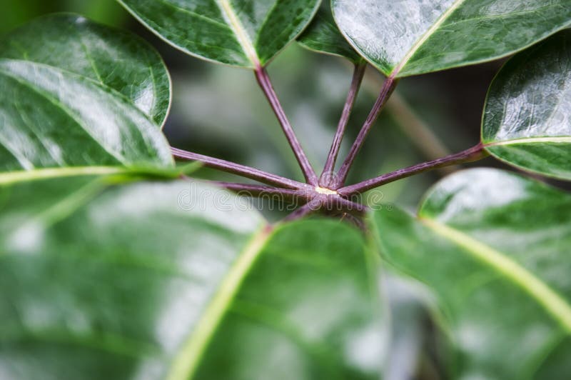 Schefflera heptaphylla stock image. Image of plant, radiation - 296297591