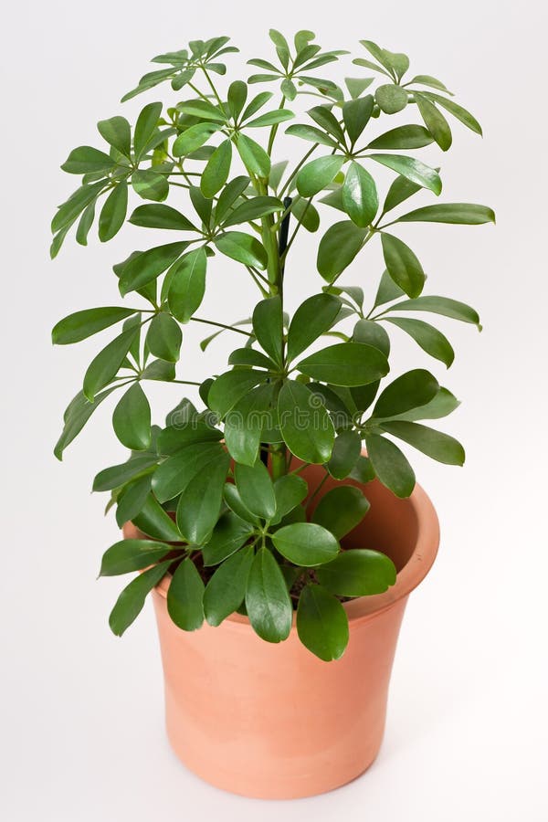 Schefflera house plant stock photo. Image of flora, green - 21738624