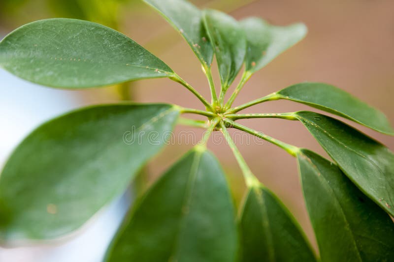 Schefflera Leaves with Shield. Plant Parasitized Close Up and Copy ...
