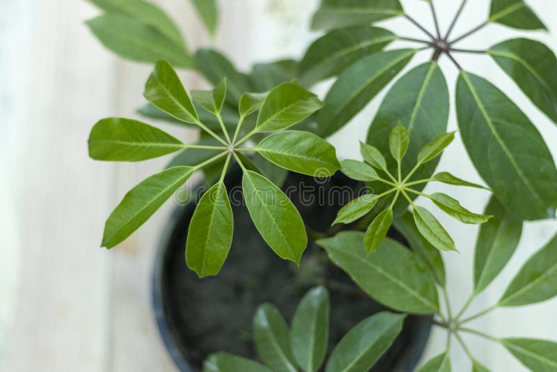Schefflera Octopus Tree or Star Leaf Plant Stock Image - Image of palm ...