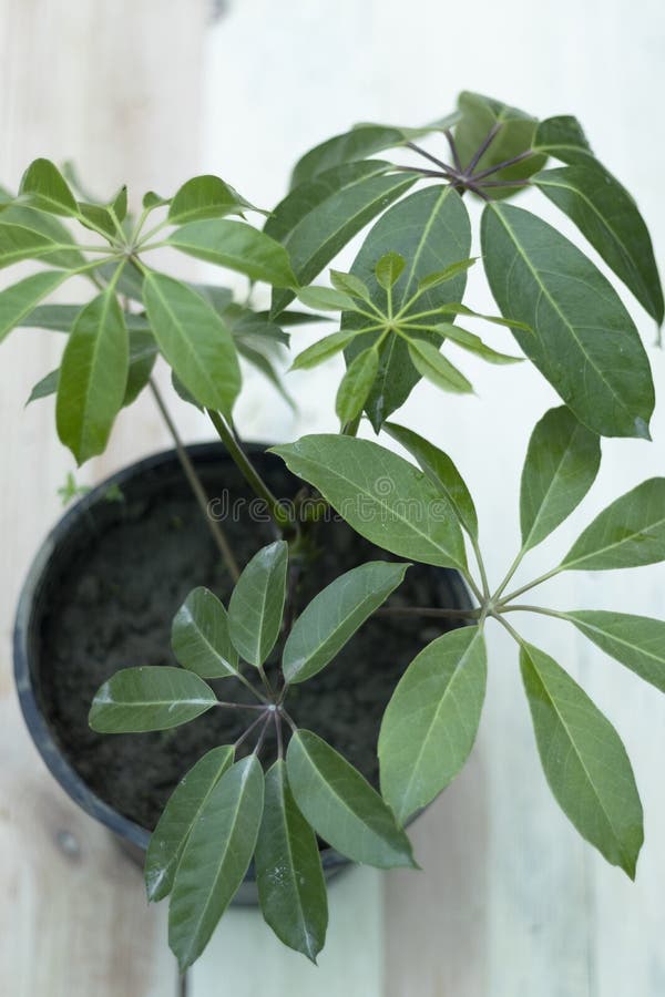 Schefflera Star Leaf Plant in a Pot Stock Image - Image of actinophylla, large: 240817761