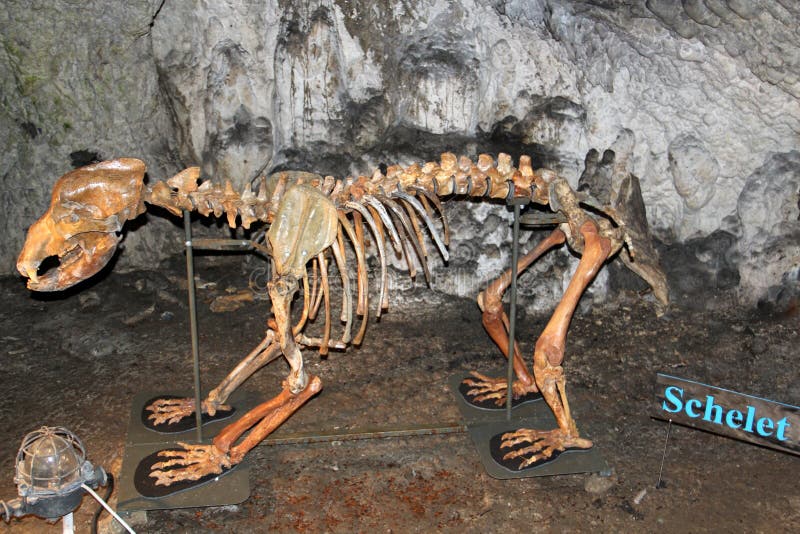 Orso Della Caverna - Spelaeus Del Ursus - Scheletro Fotografia Stock ...
